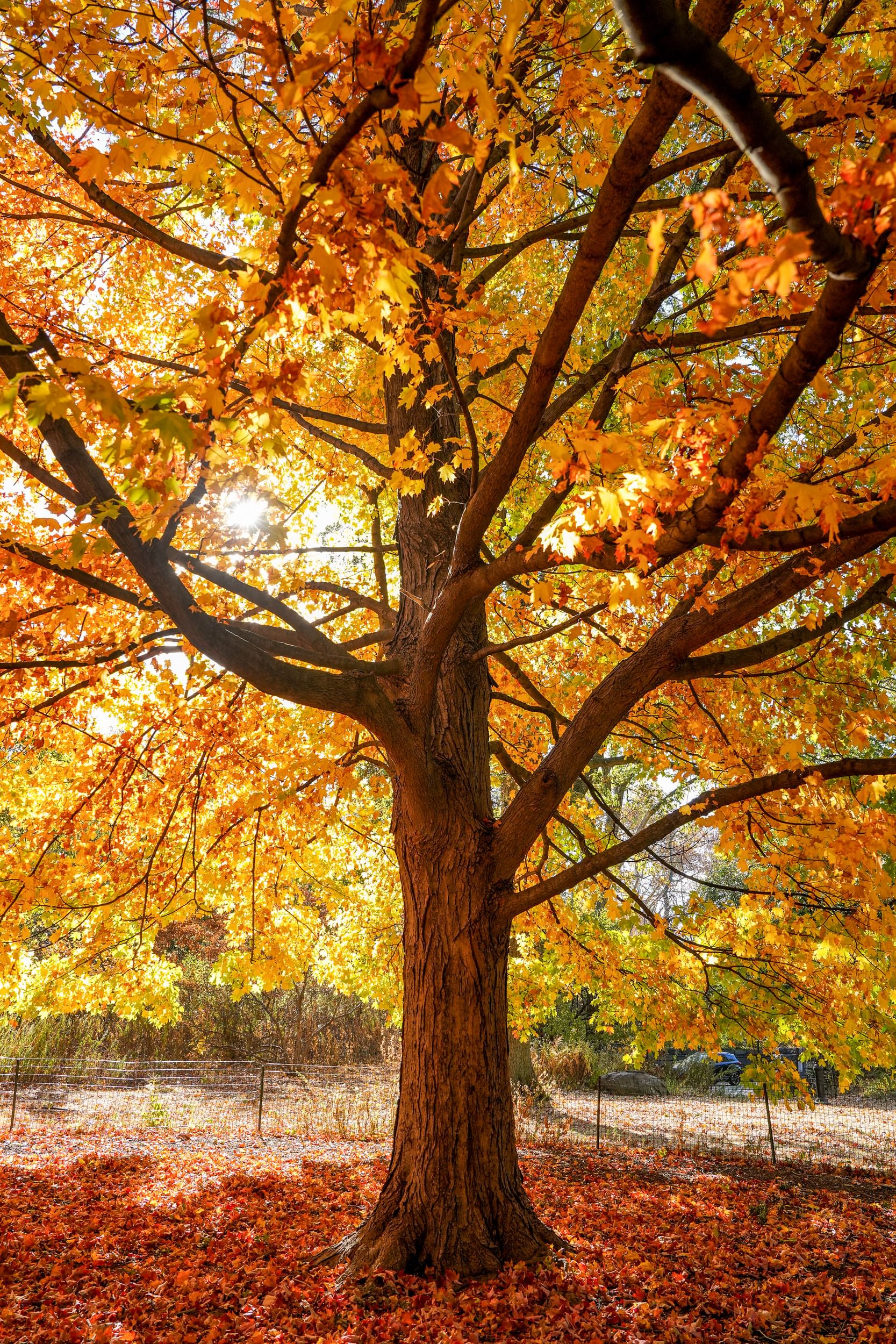 Park History | Central Park Conservancy