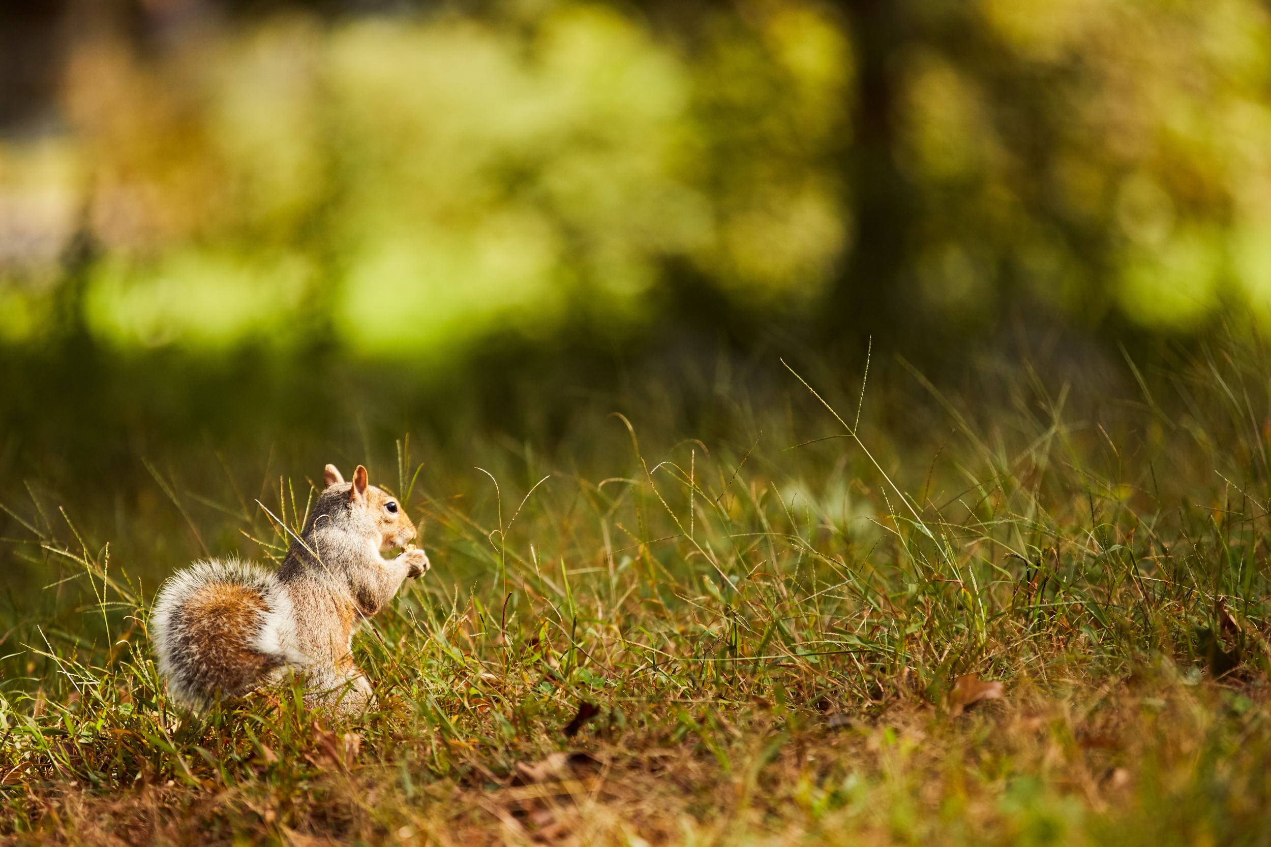 Getting to Know Central Park’s Squirrels | Central Park Conservancy